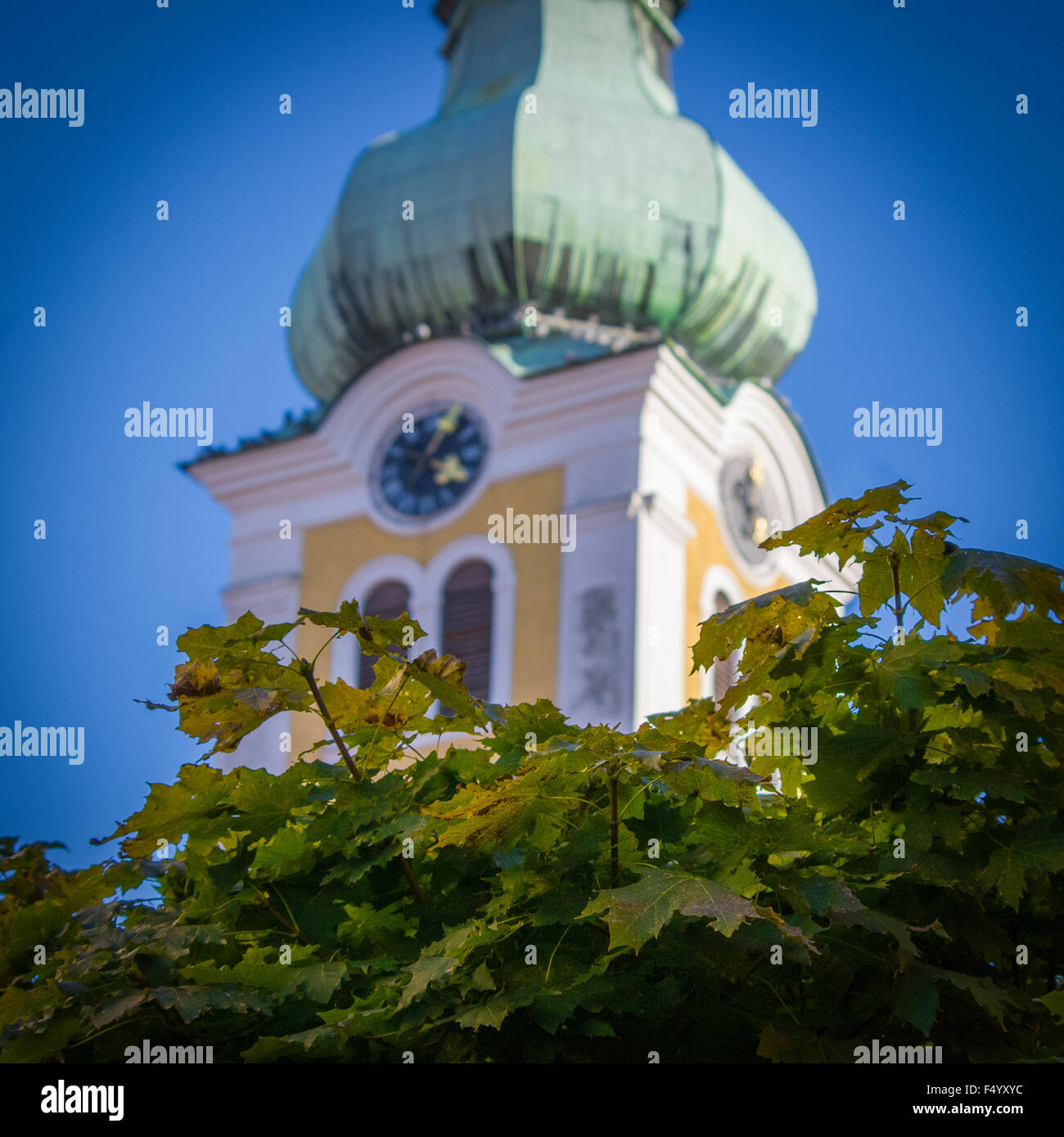 Green acer tree hi-res stock photography and images - Alamy