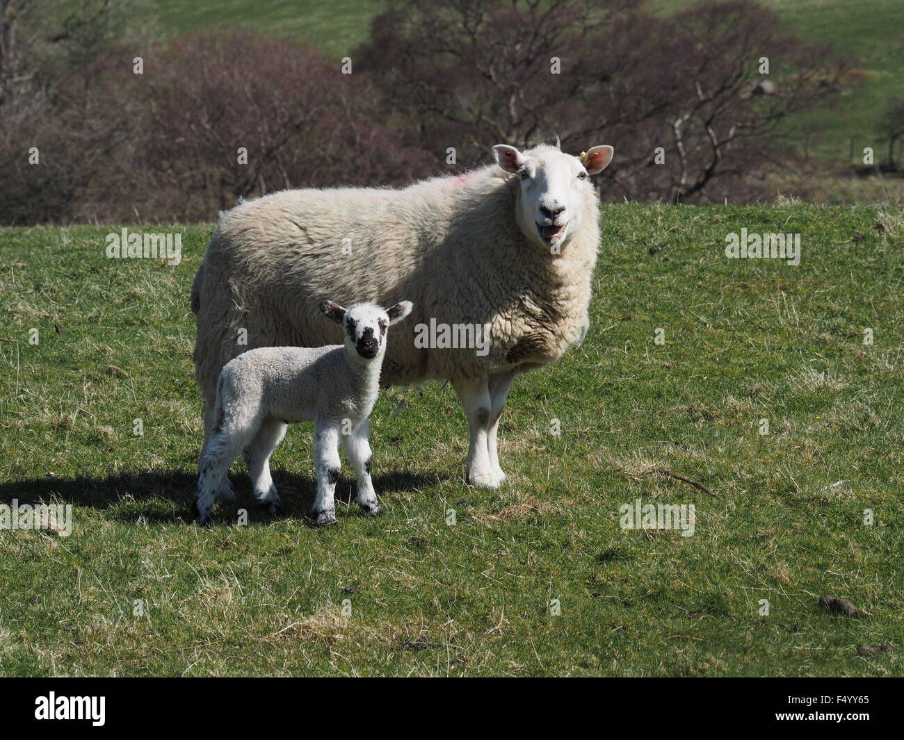 Wobbly legs hi-res stock photography and images - Alamy