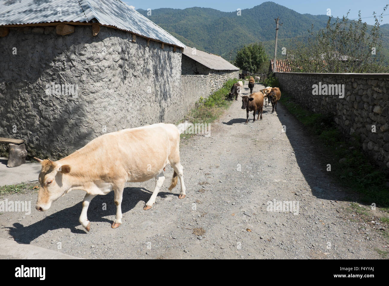 Pankisi gorge hi-res stock photography and images - Alamy