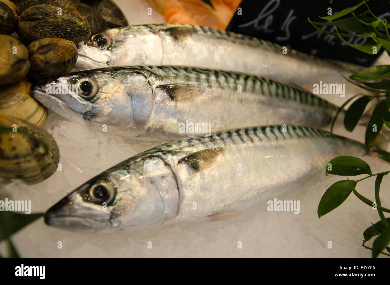 Three Fresh and beautiful Mackerel fish Stock Photo - Alamy
