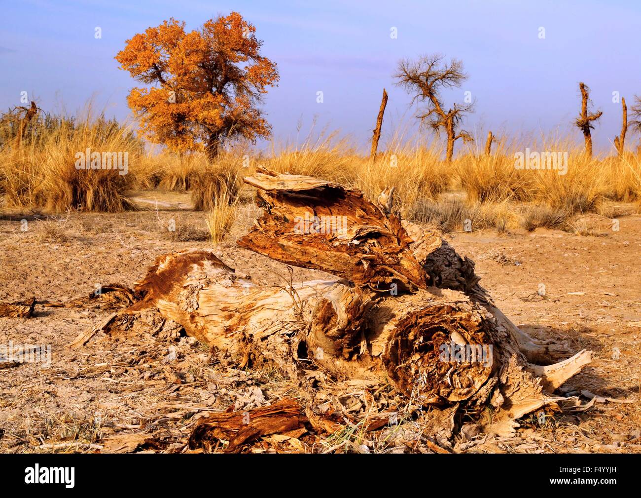 Ejin banner hi-res stock photography and images - Alamy