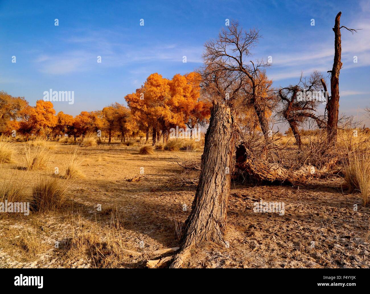 Ejin banner hi-res stock photography and images - Alamy