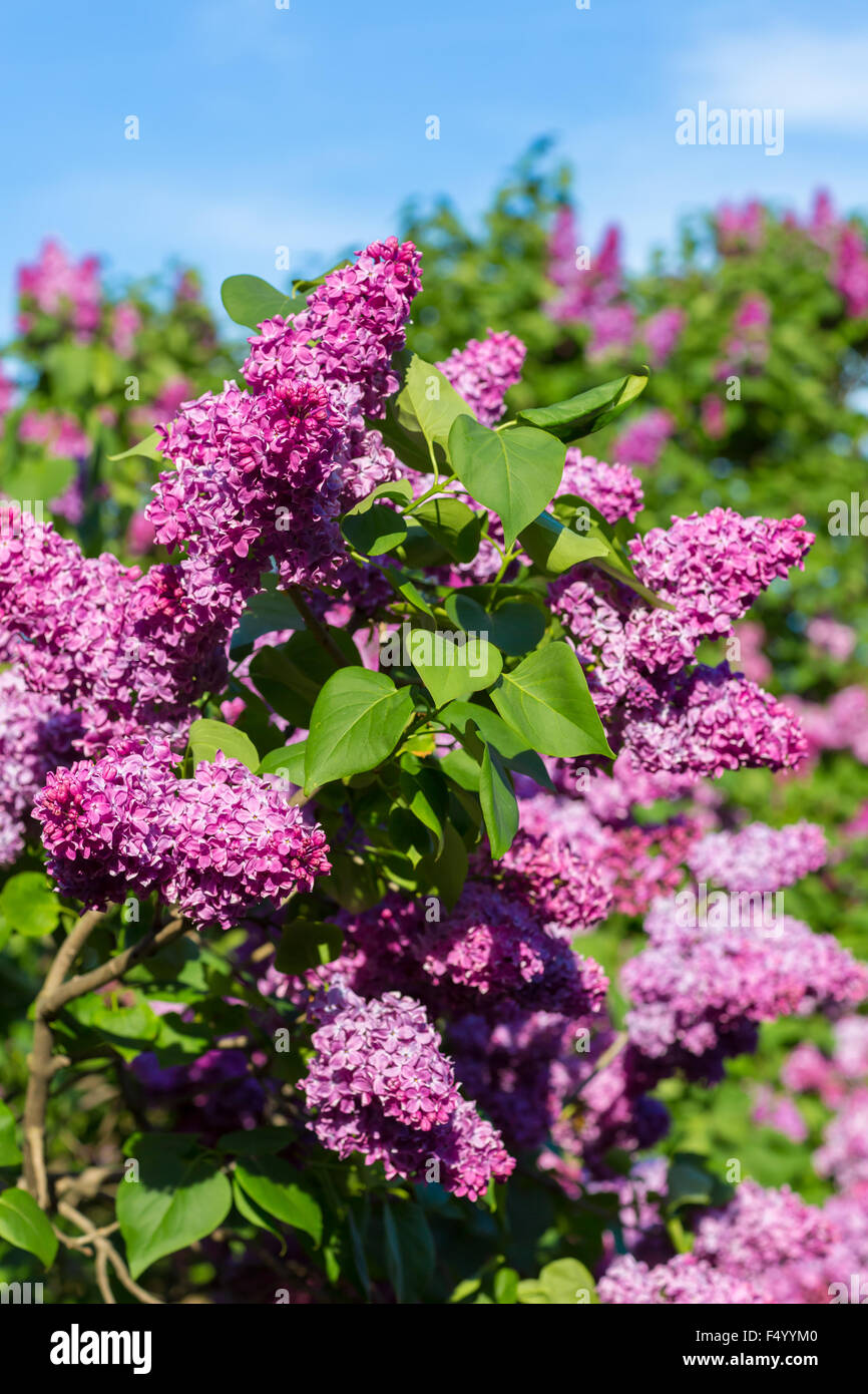 Bunch of violet lilac flower in sunny spring day in front of blue sky ...