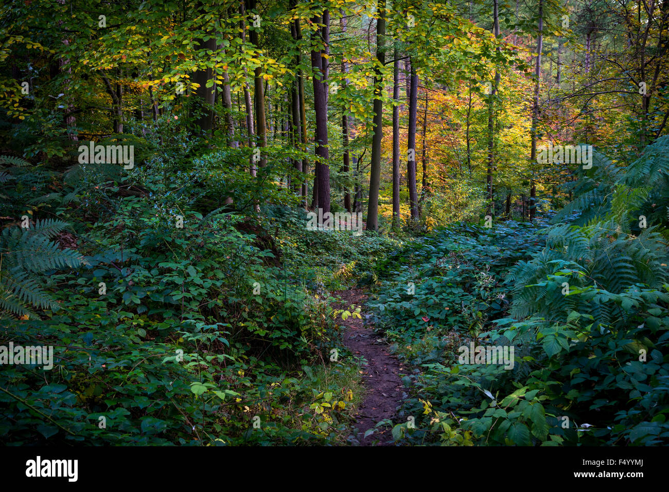 Brambles forest hi-res stock photography and images - Alamy