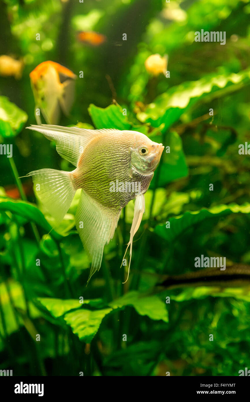 A green beautiful planted tropical freshwater aquarium with fish ...