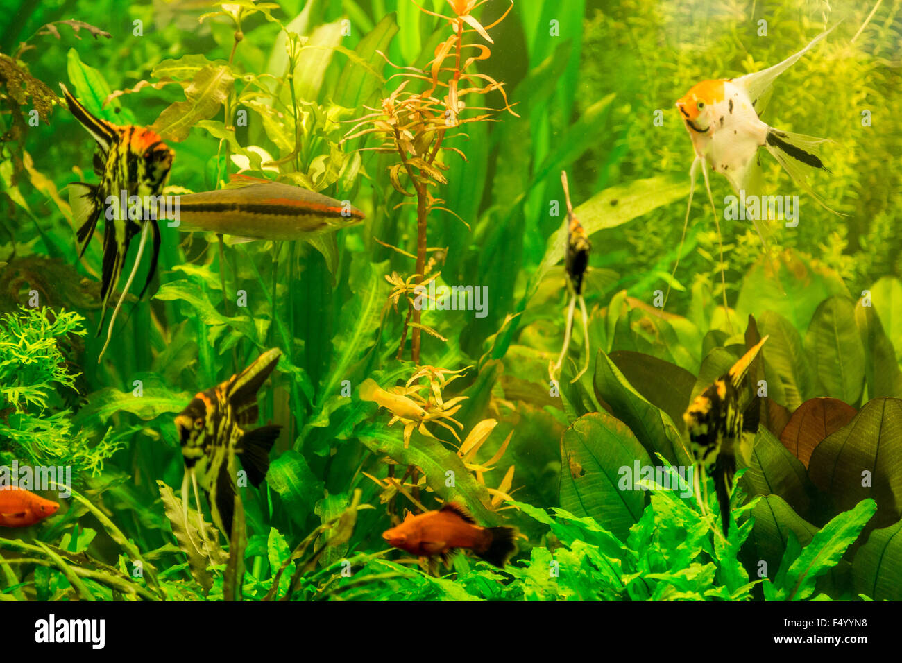 A green beautiful planted tropical freshwater aquarium with fishes ...