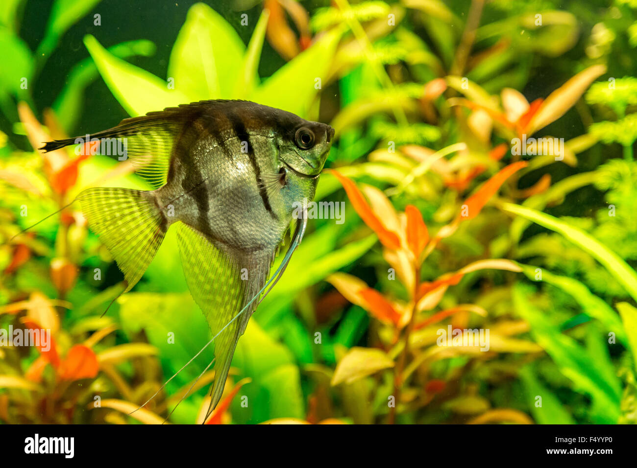 A green beautiful planted tropical freshwater aquarium with fish ...