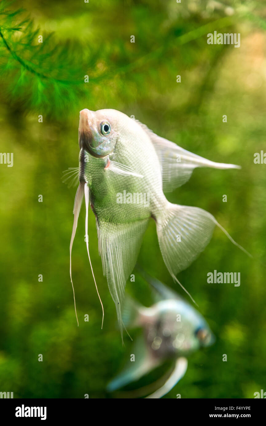 A green beautiful planted tropical freshwater aquarium with fish ...
