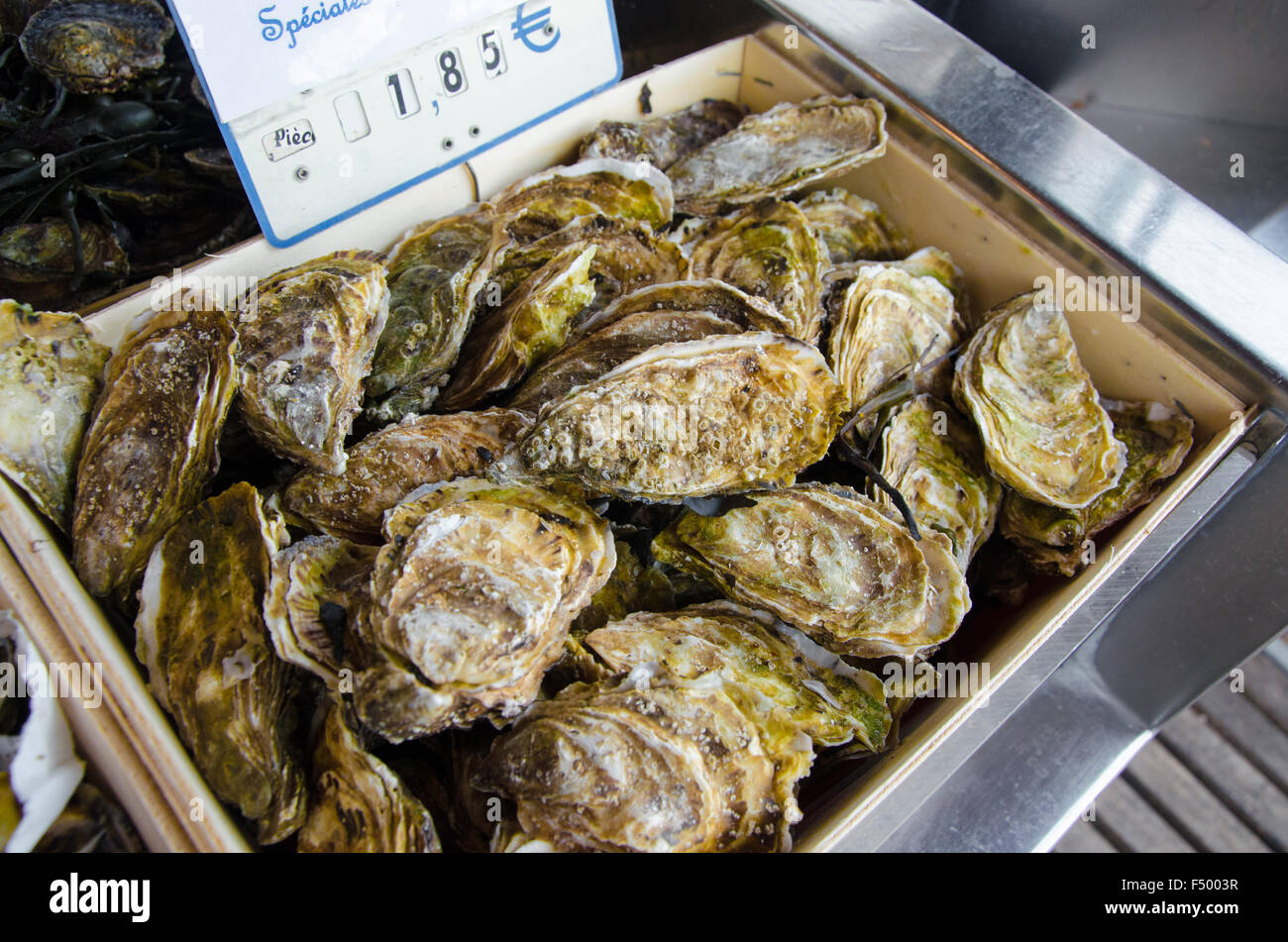 Mollusk oyster hi-res stock photography and images - Alamy