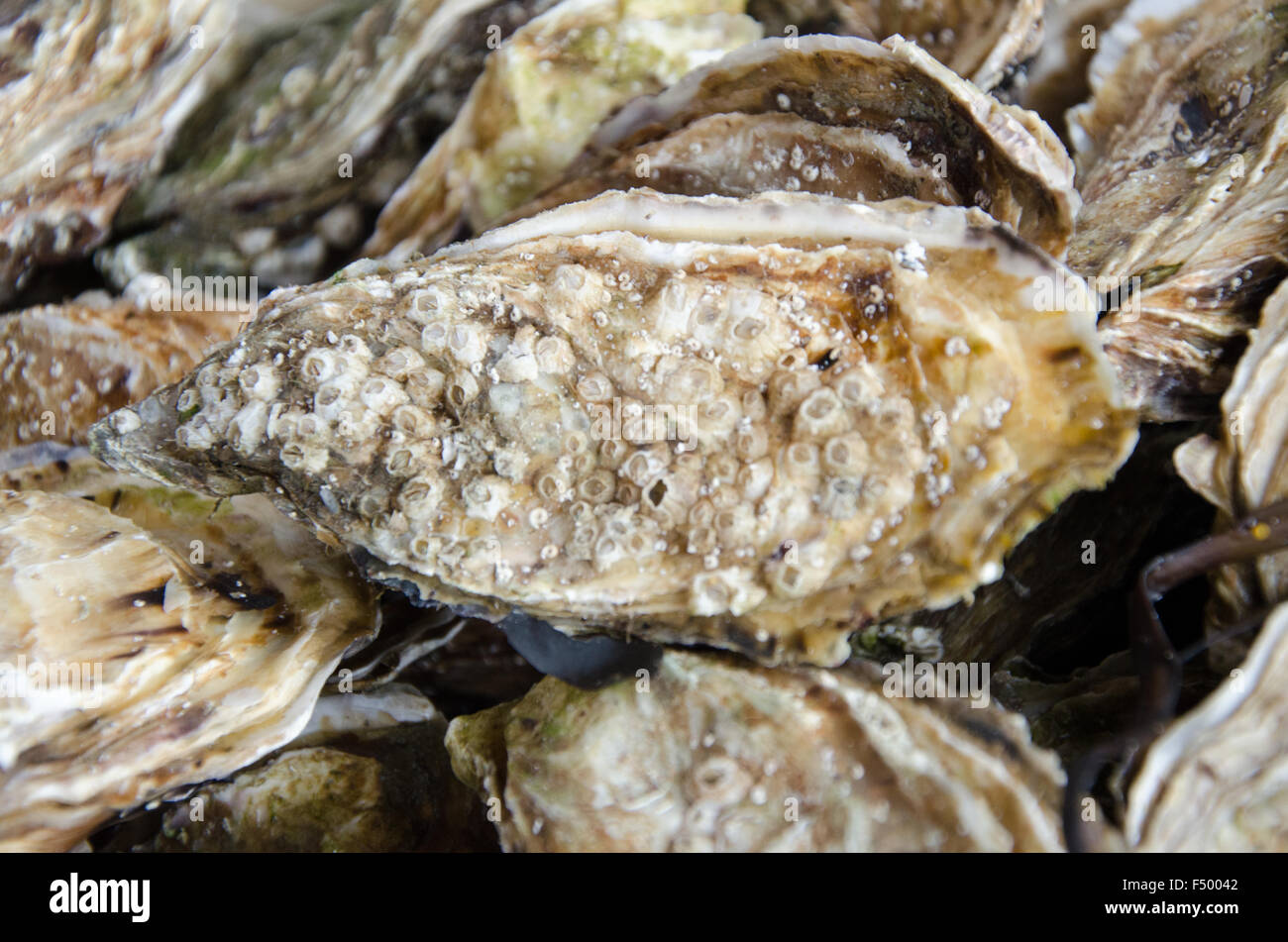 Mollusk oyster hi-res stock photography and images - Alamy