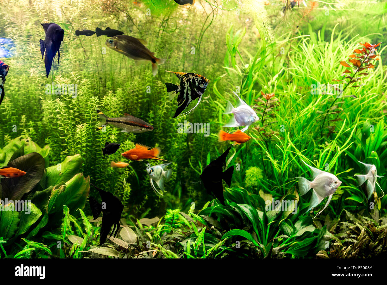 Green Freshwater Aquarium Fish
