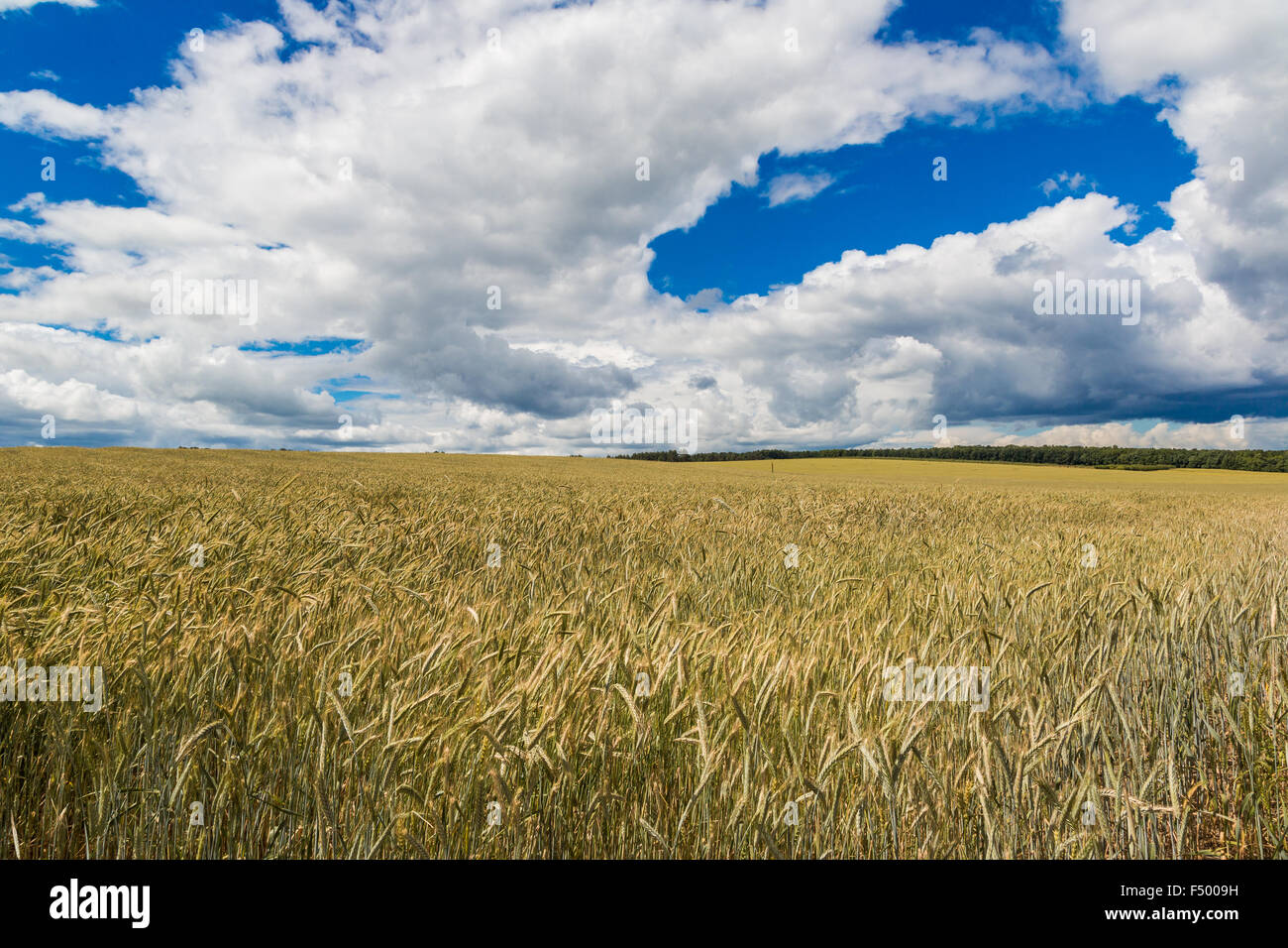 Yellow grain ready for harvest growing in a farm field Stock Photo - Alamy