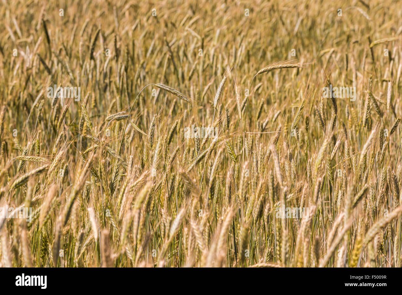 Yellow grain ready for harvest growing in a farm field Stock Photo - Alamy