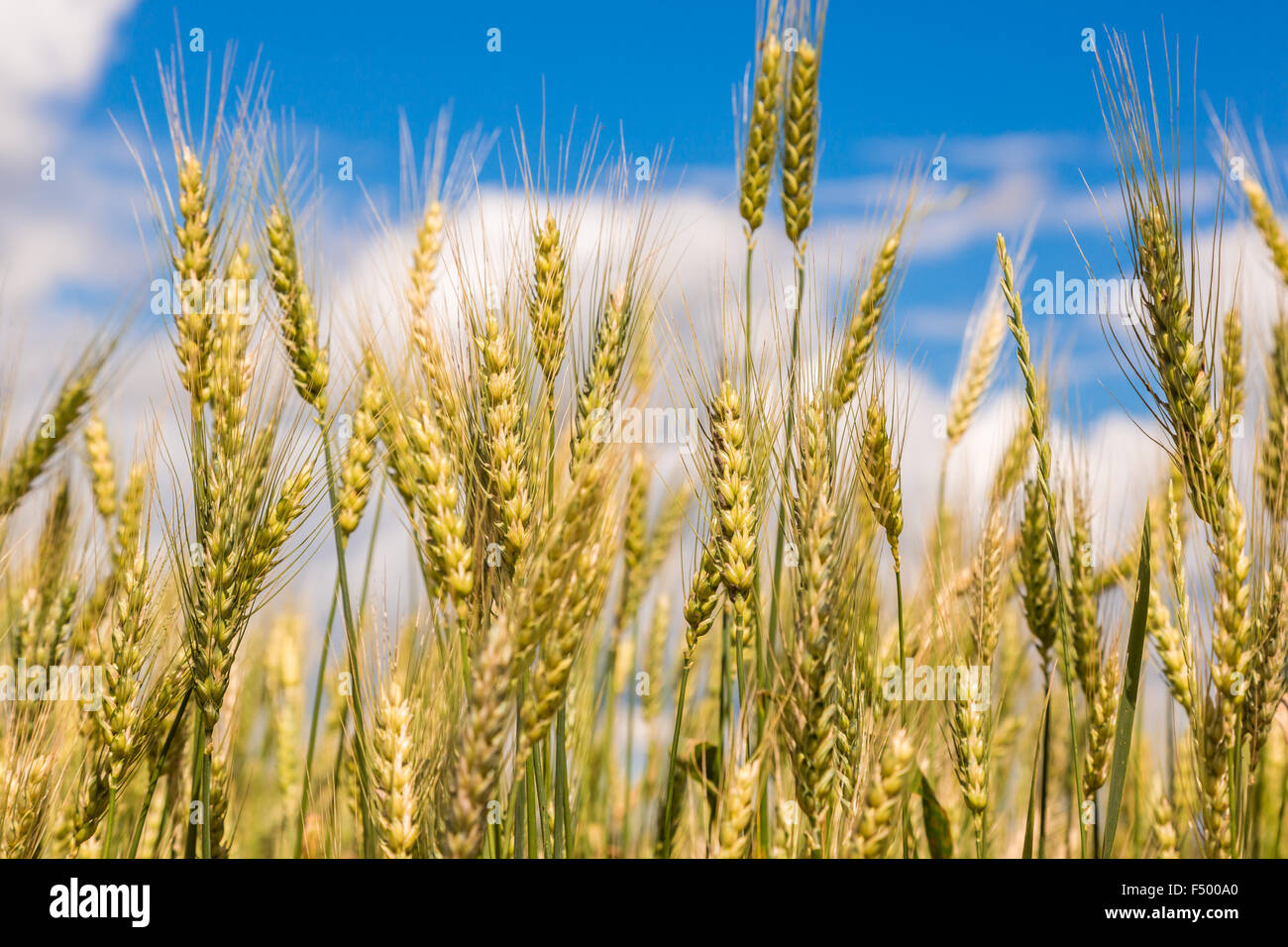 Yellow grain ready for harvest growing in a farm field Stock Photo - Alamy