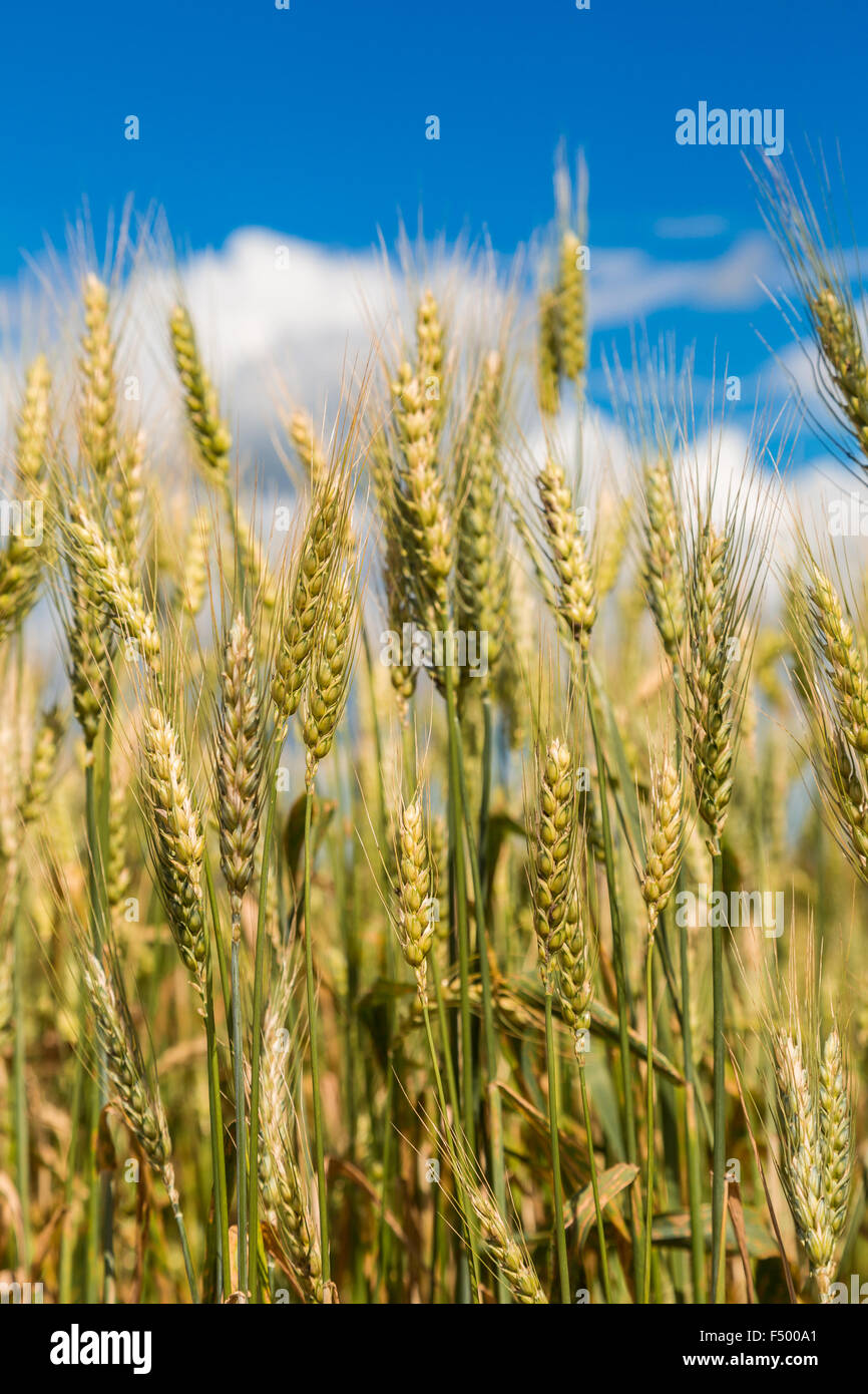 Yellow grain ready for harvest growing in a farm field Stock Photo - Alamy