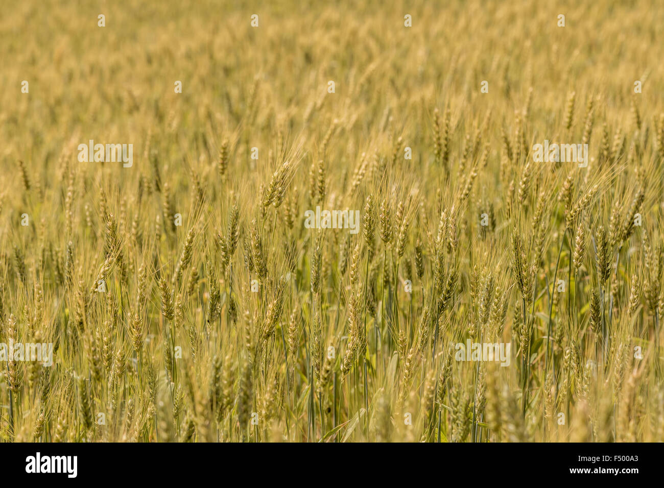 Yellow grain ready for harvest growing in a farm field Stock Photo - Alamy