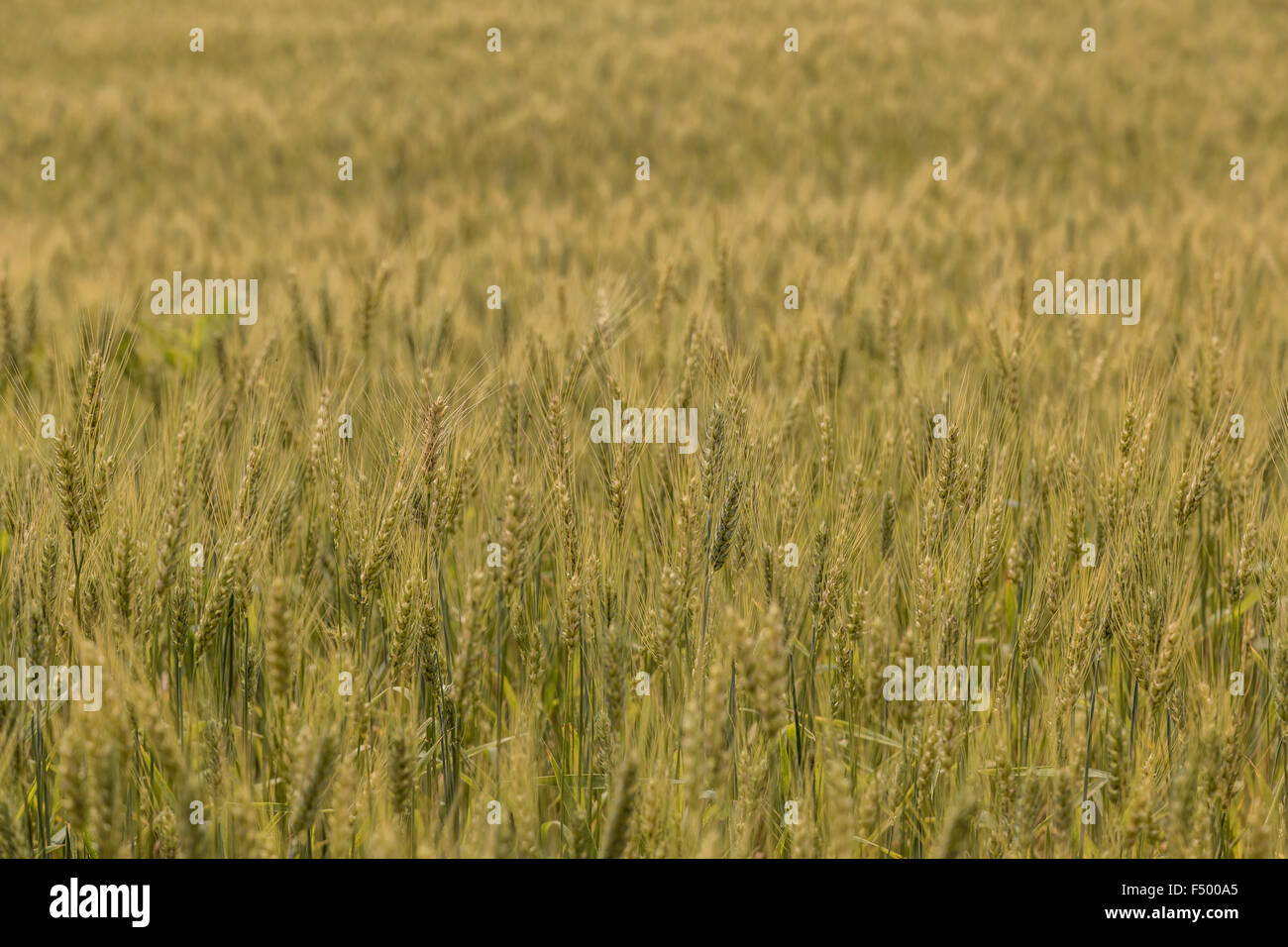 Yellow grain ready for harvest growing in a farm field Stock Photo - Alamy
