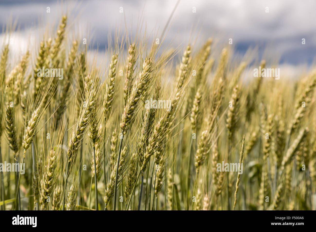 Yellow grain ready for harvest growing in a farm field Stock Photo - Alamy