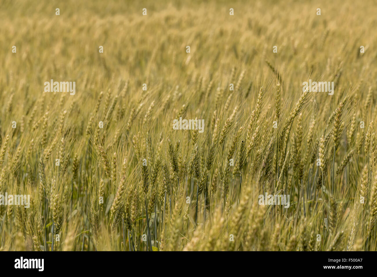 Yellow grain ready for harvest growing in a farm field Stock Photo - Alamy