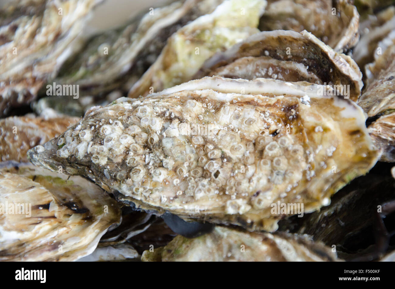 Fresh and closed Oysters from market Stock Photo - Alamy