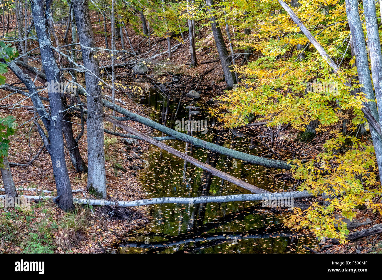 Falling tress and leaves hi-res stock photography and images - Alamy