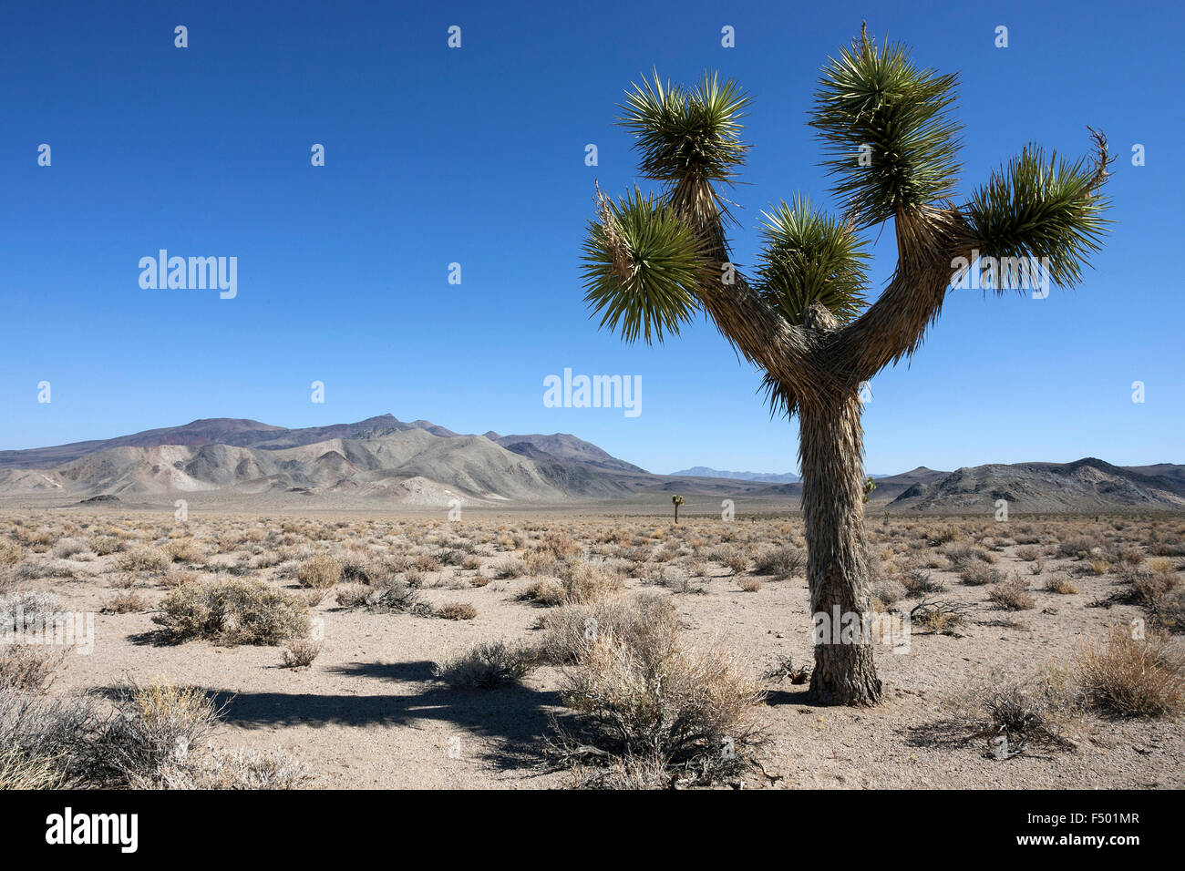 Yucca plant yucca valley hi-res stock photography and images - Alamy