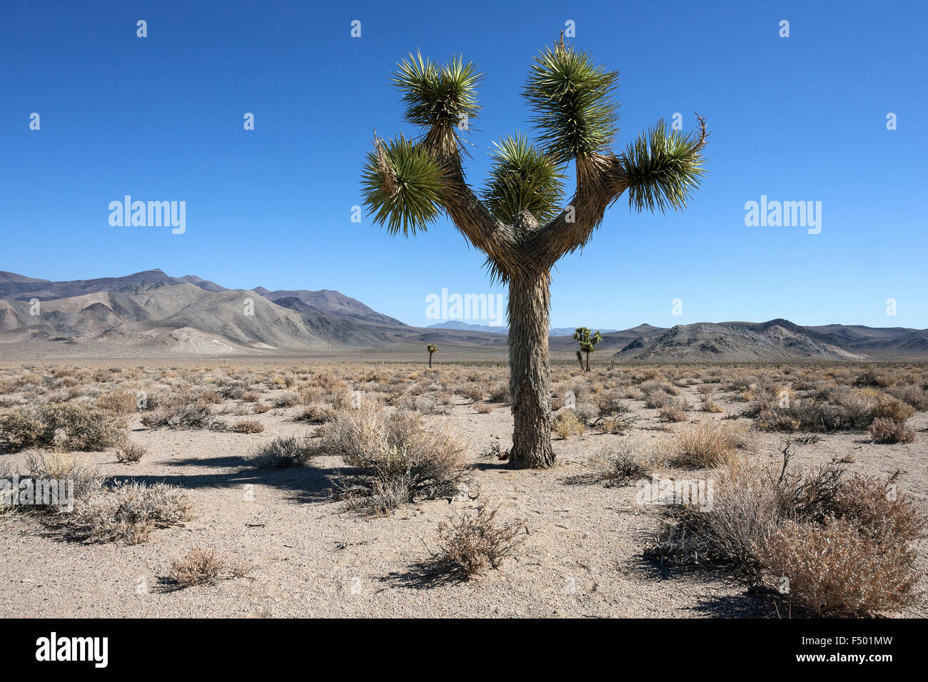 Yucca palm hi-res stock photography and images - Alamy