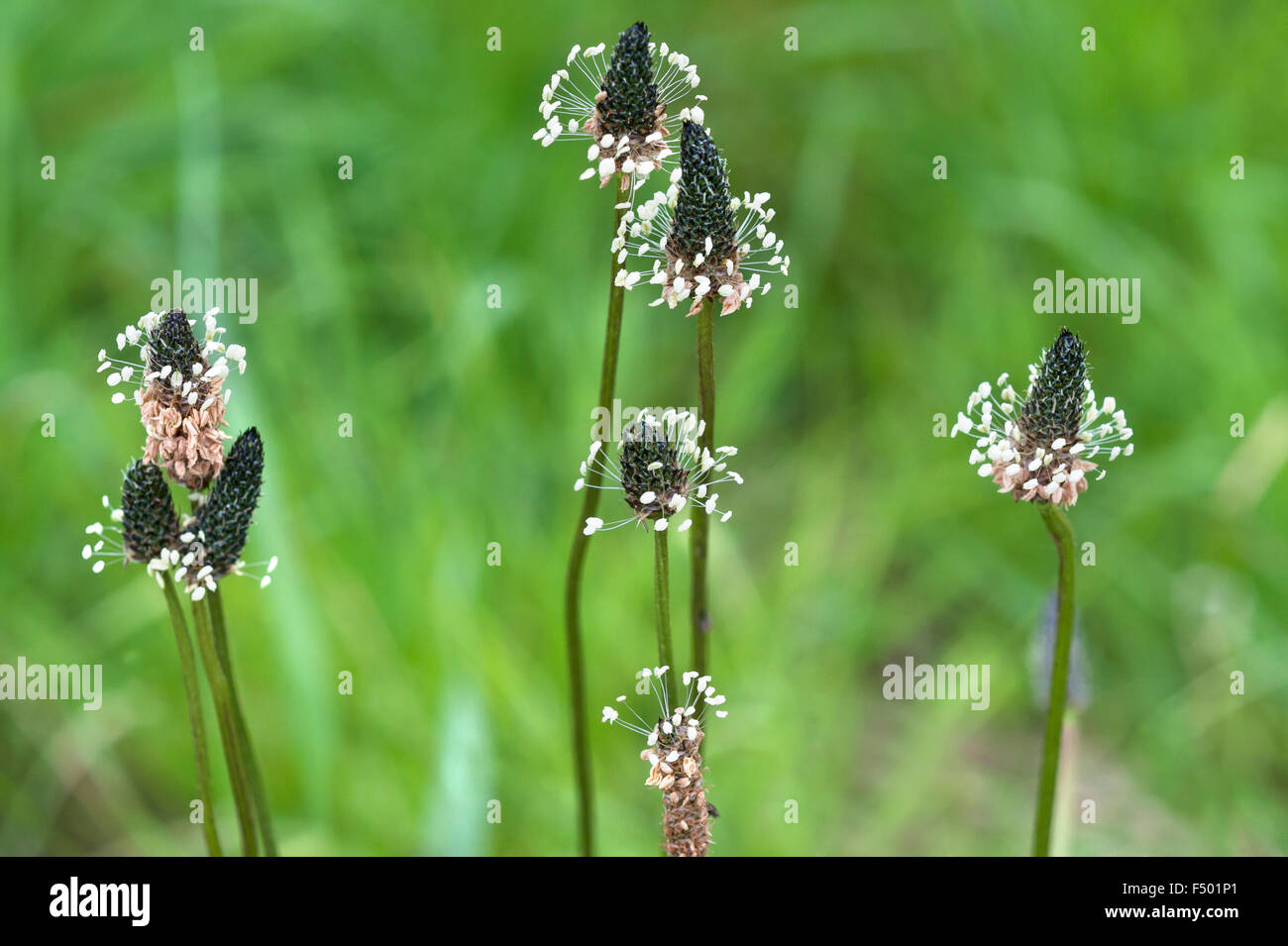 English plantain (Plantago lanceolate), flowers, Tyrol, Austria Stock ...