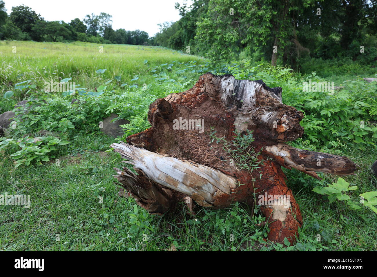Unearthed tree root hi-res stock photography and images - Alamy