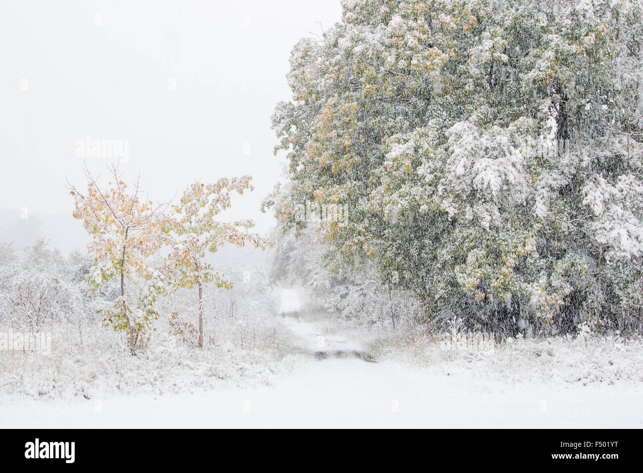 Early onset of winter, deciduous trees with autumn colours in snow ...