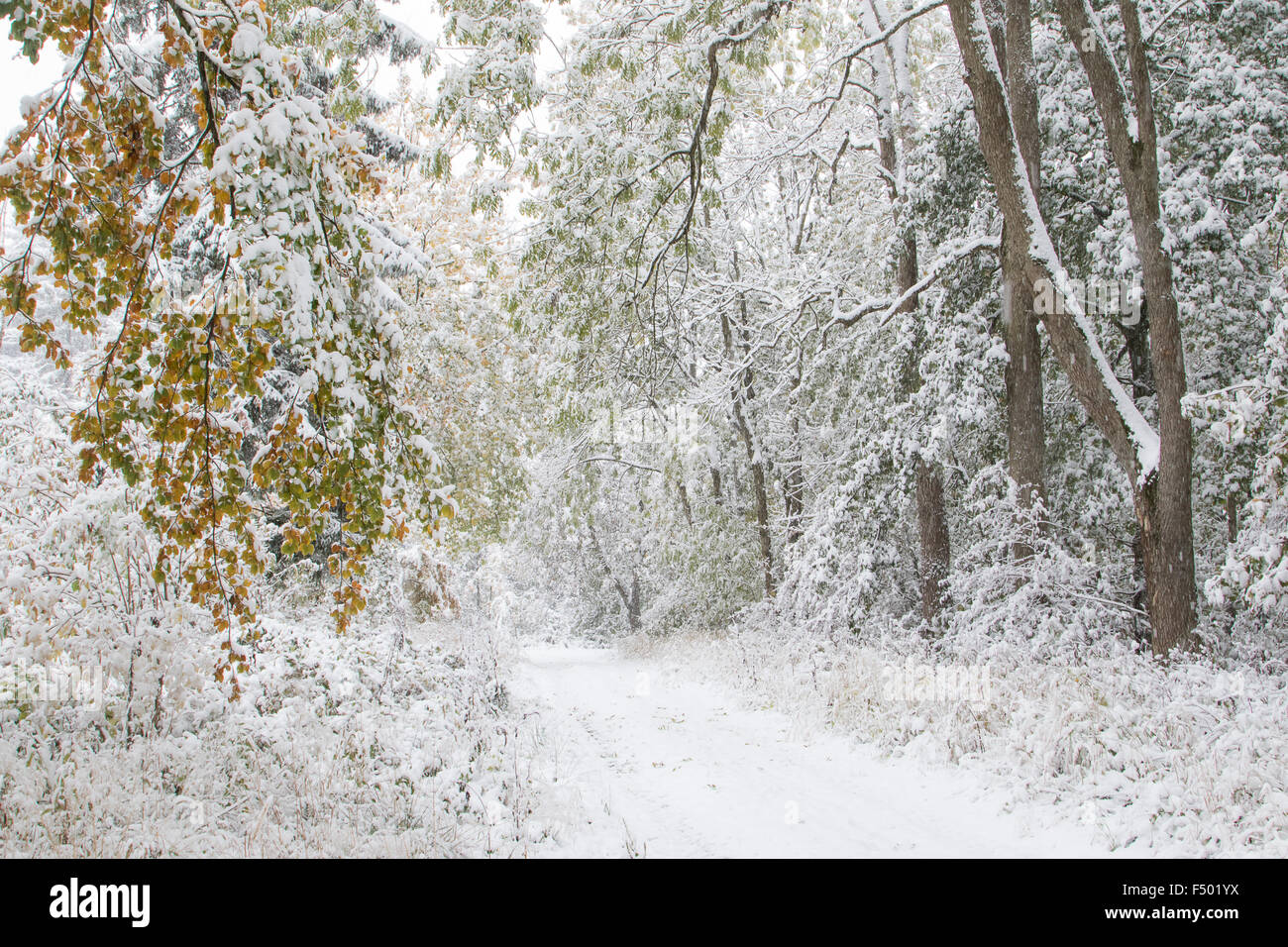 Early onset of winter, path with deciduous trees and snow, Hesse ...
