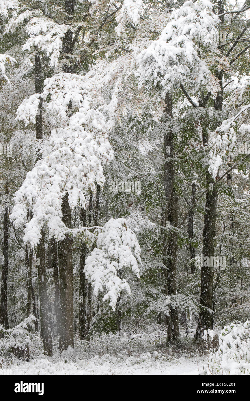 Early onset of winter, deciduous trees with snow, Hesse, Germany Stock ...