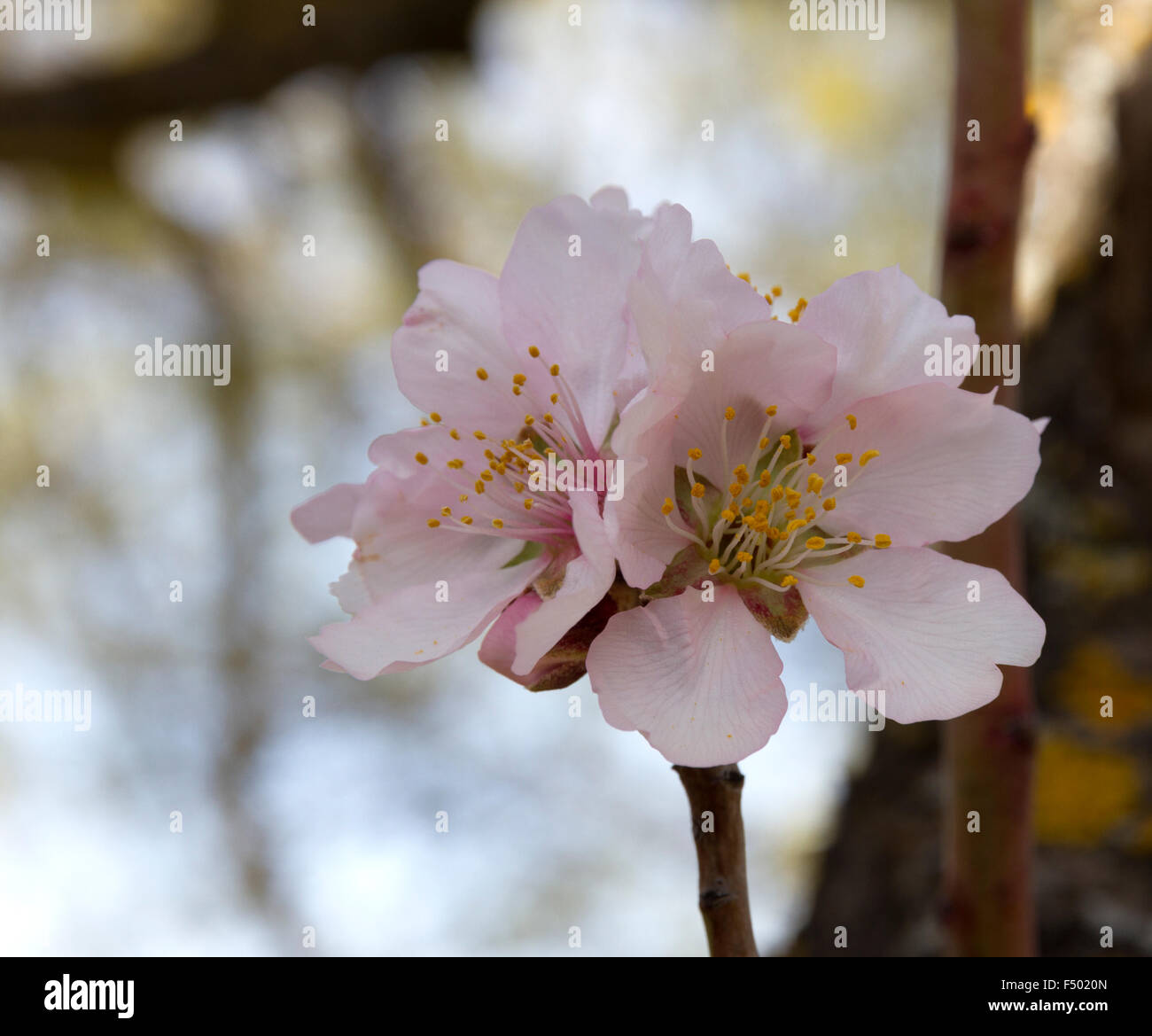 beautiful pink almond flower Stock Photo - Alamy