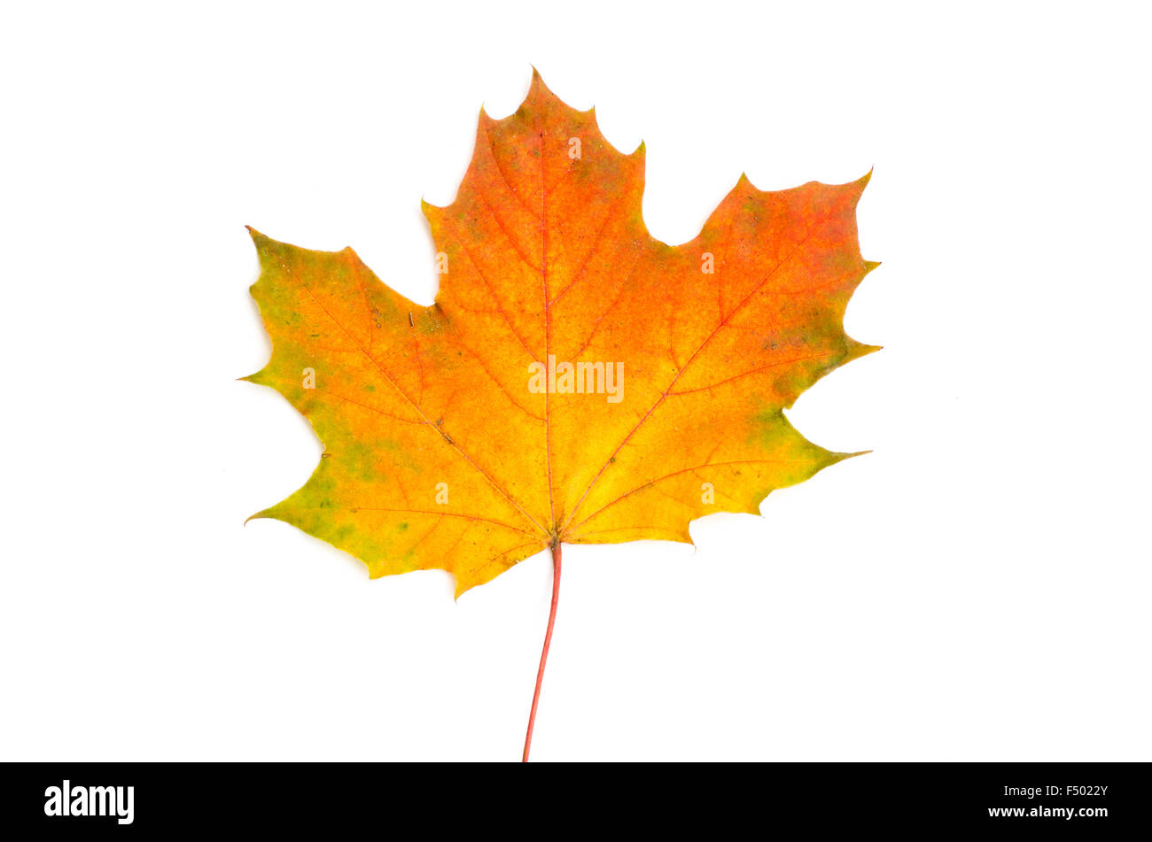 autumn leaf isolated on white background Stock Photo - Alamy