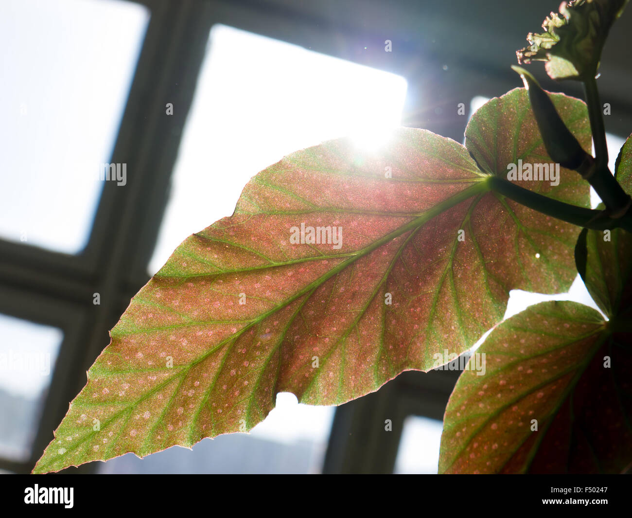The green Leaf and sun background Stock Photo - Alamy