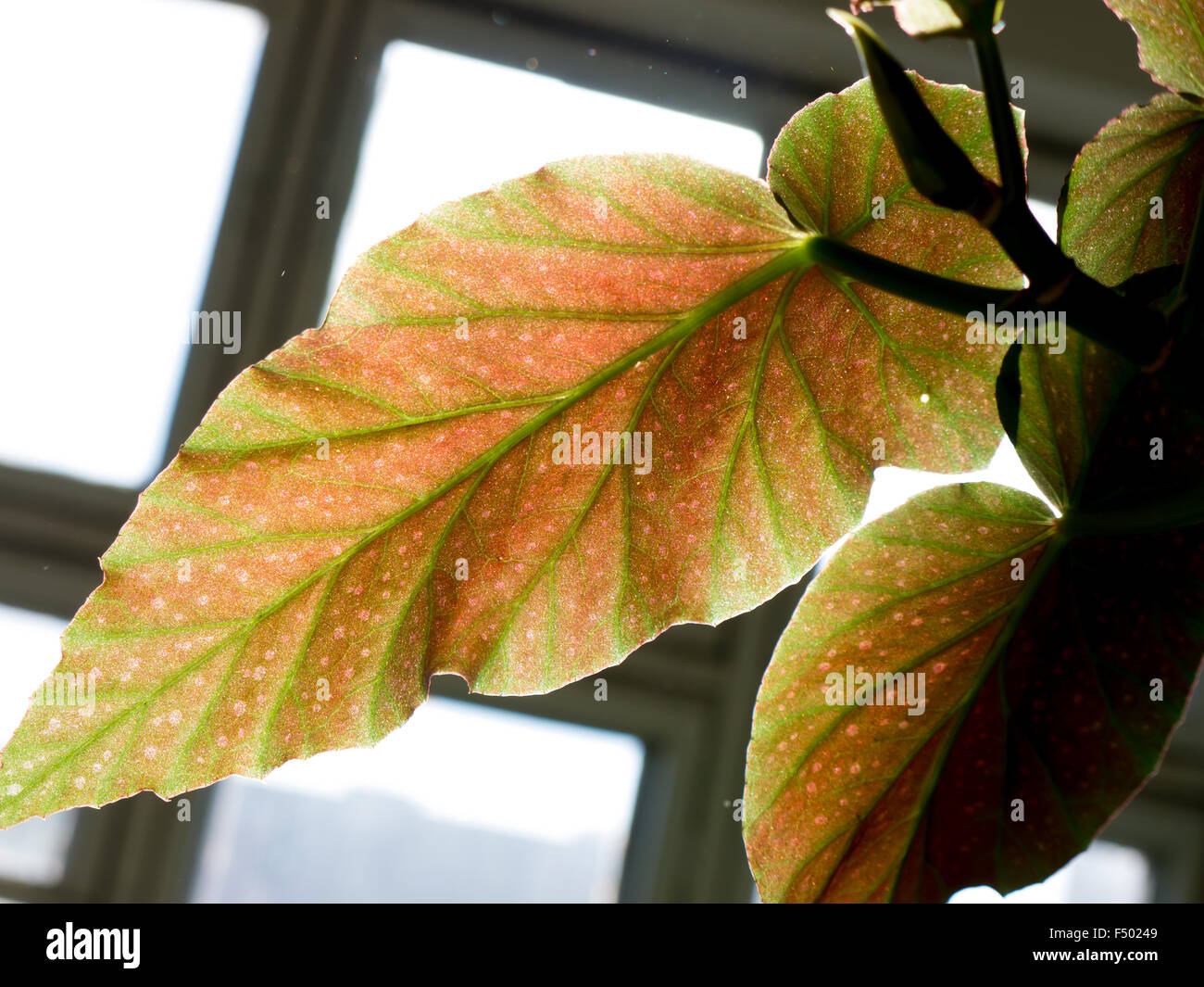 The green Leaf and sun background Stock Photo - Alamy