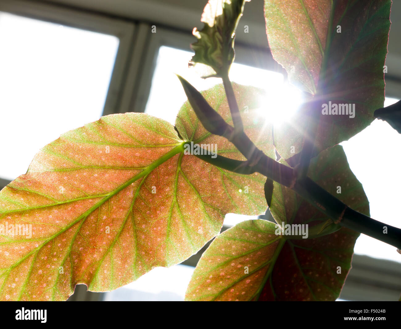 The green Leaf and sun background Stock Photo - Alamy