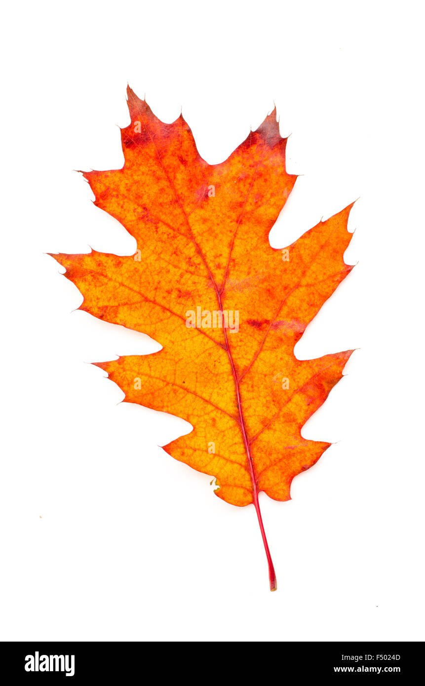 autumn leaf isolated on white background Stock Photo - Alamy