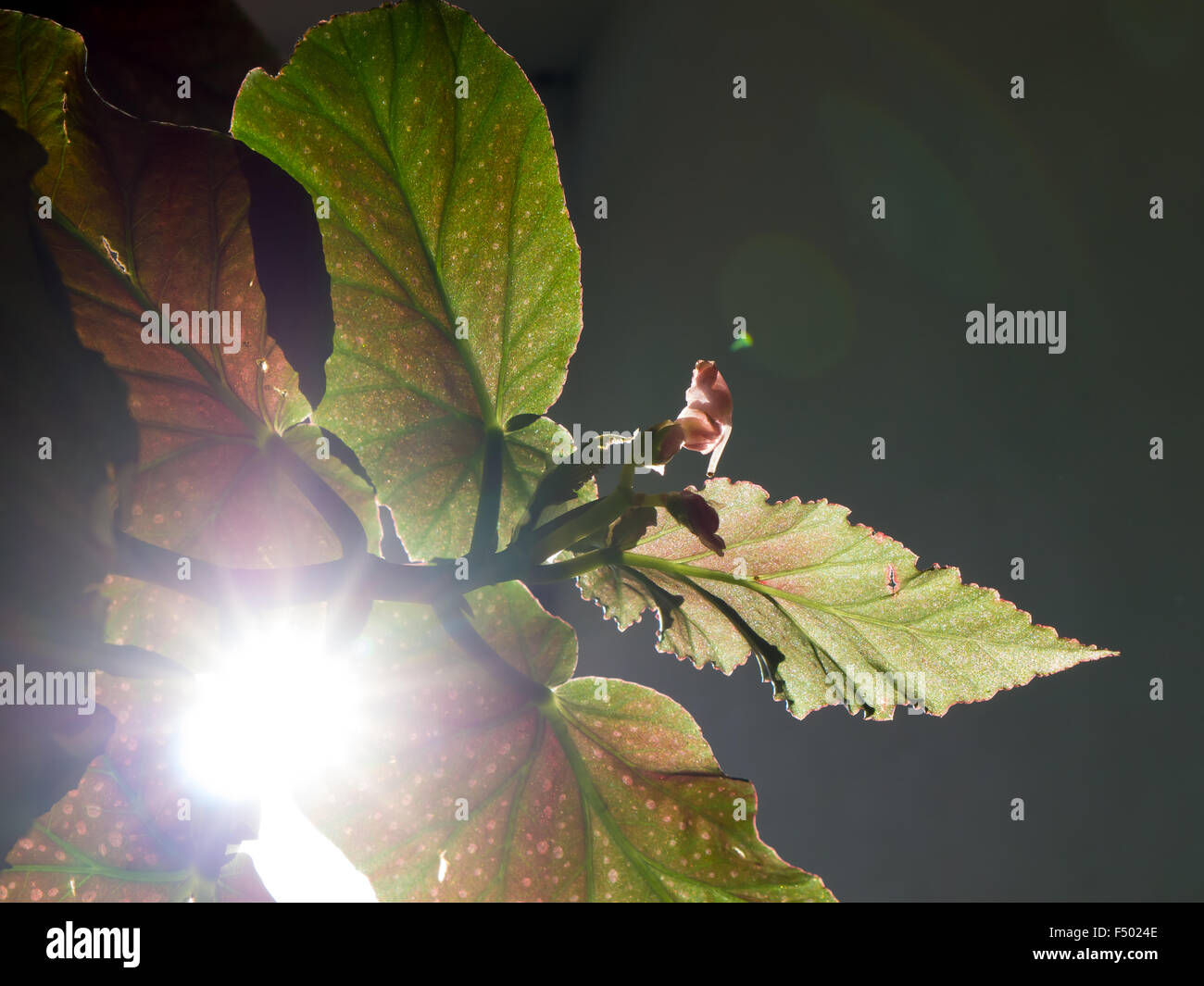 The green Leaf and sun background Stock Photo - Alamy