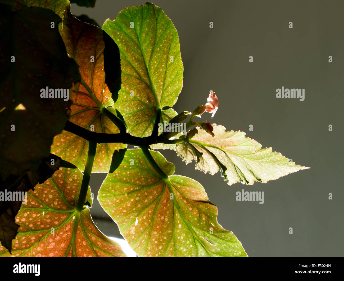 The green Leaf and sun background Stock Photo - Alamy