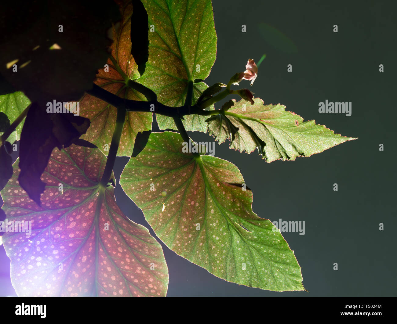 The green Leaf and sun background Stock Photo - Alamy