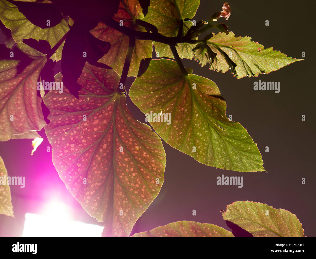 The green Leaf and sun background Stock Photo - Alamy