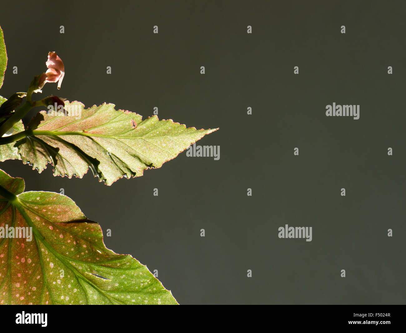 The green Leaf and sun background Stock Photo - Alamy