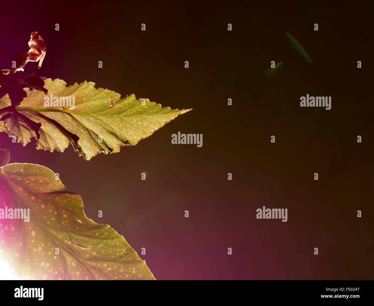 The green Leaf and sun background Stock Photo - Alamy