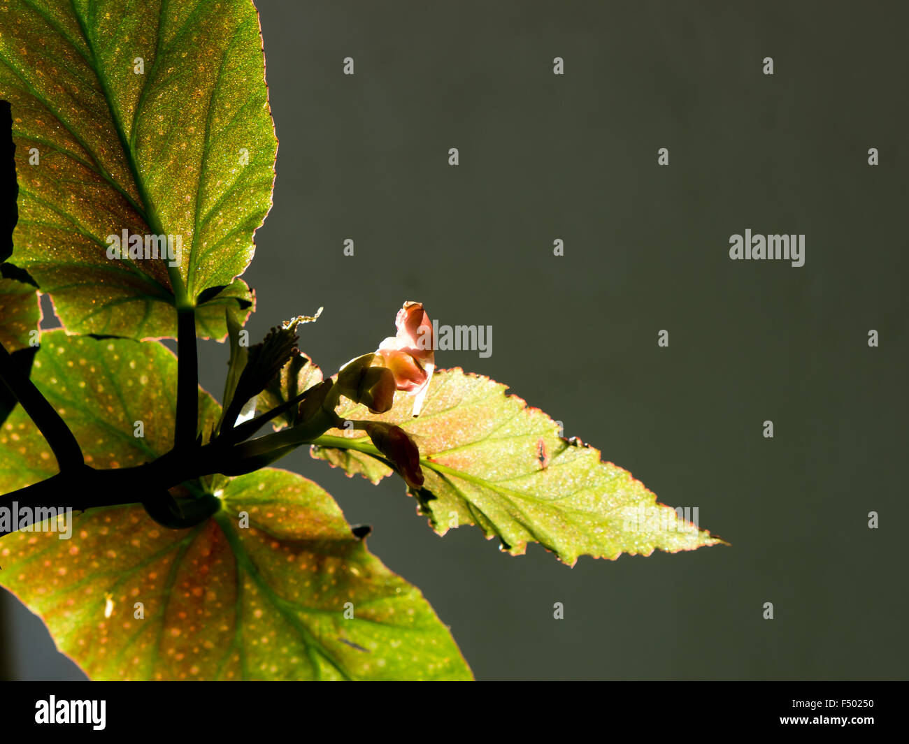 The green Leaf and sun background Stock Photo - Alamy