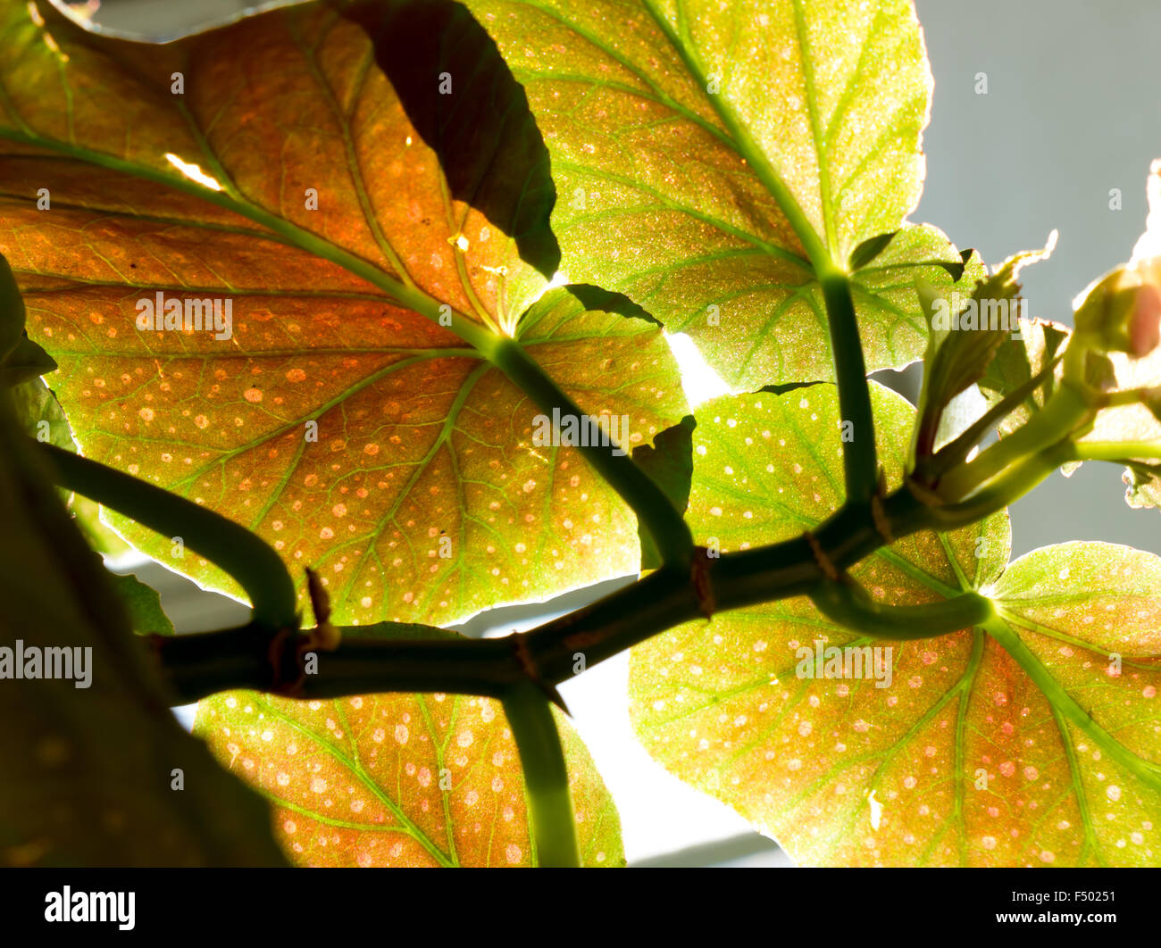 The green Leaf and sun background Stock Photo - Alamy