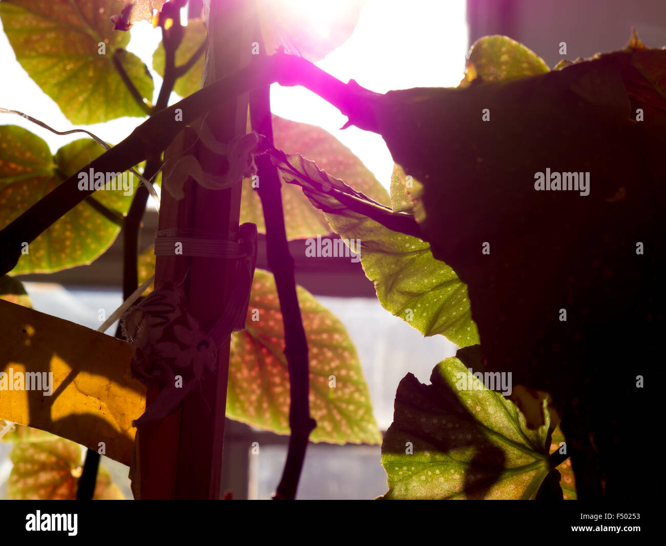 The green Leaf and sun background Stock Photo - Alamy