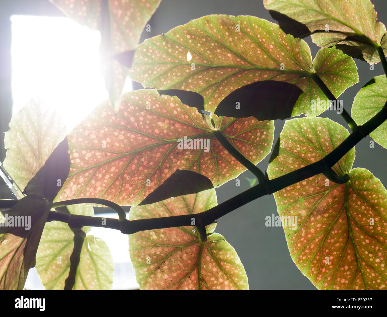 The green Leaf and sun background Stock Photo - Alamy
