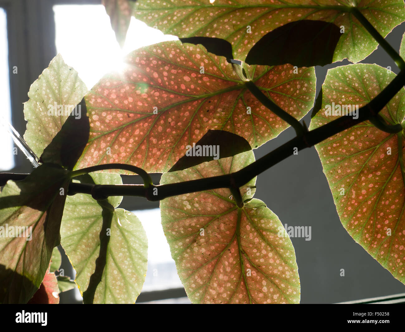 The green Leaf and sun background Stock Photo - Alamy