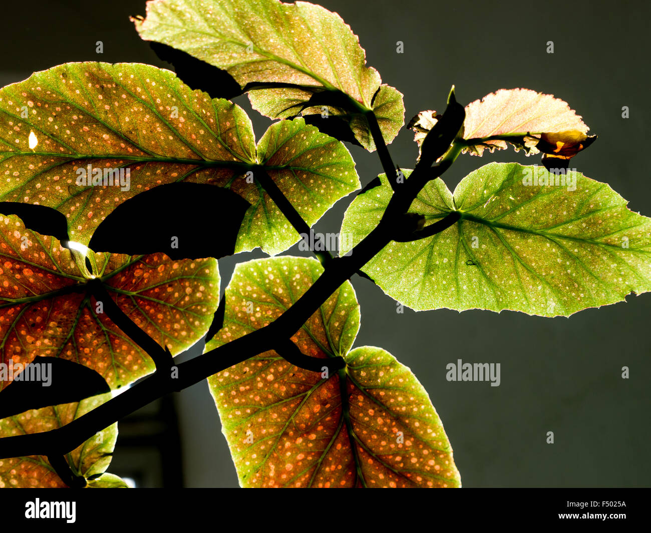 The green Leaf and sun background Stock Photo - Alamy